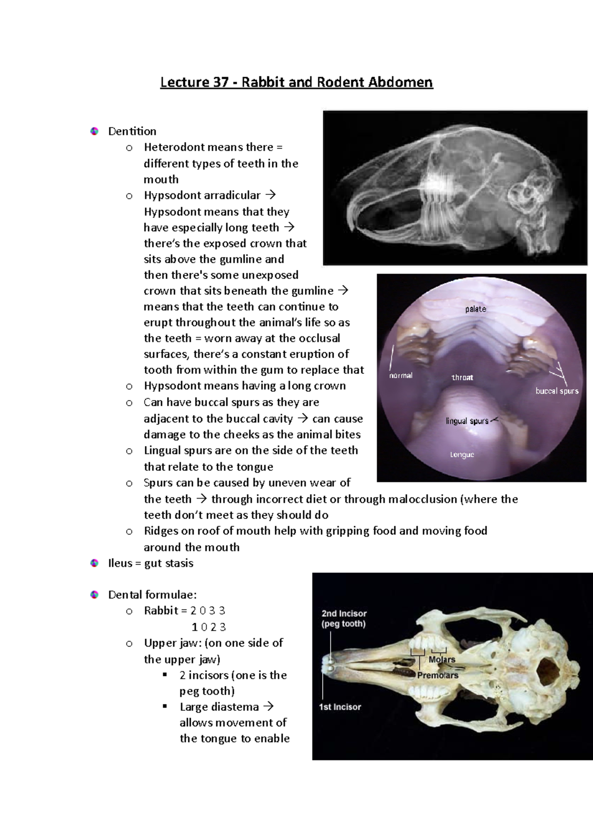 Lecture 37 - Rabbit and Rodent Abdomen - Lecture 37 - Rabbit and Rodent ...
