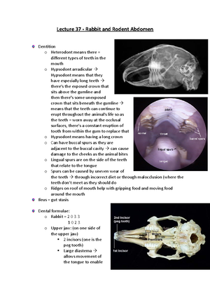 Lecture 38 - Musculoskeletal system of Rabbits and Rodents - o Central ...
