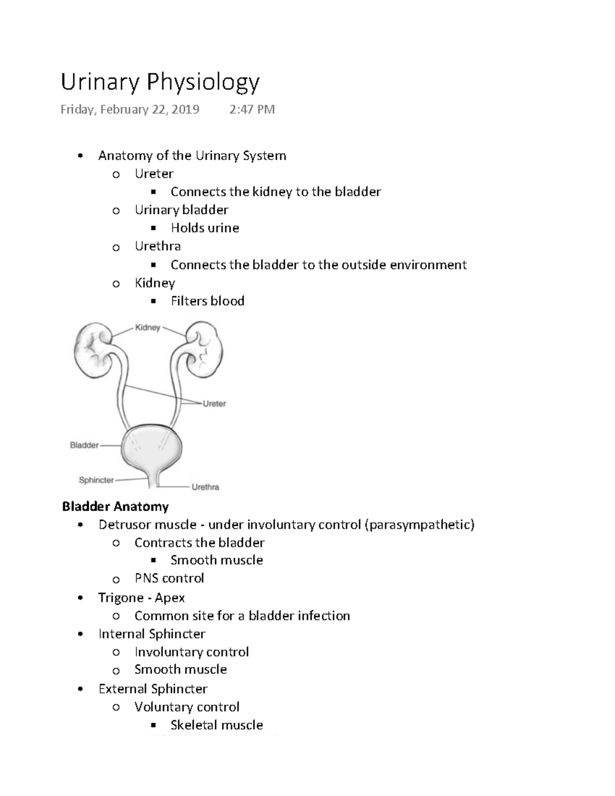 Urinary Physiology - Anatomy of the Urinary System Ureter Connects the ...
