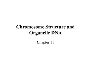 Genetics Chapter 11 Notes - Chapter 11- Chromosome Structure and ...