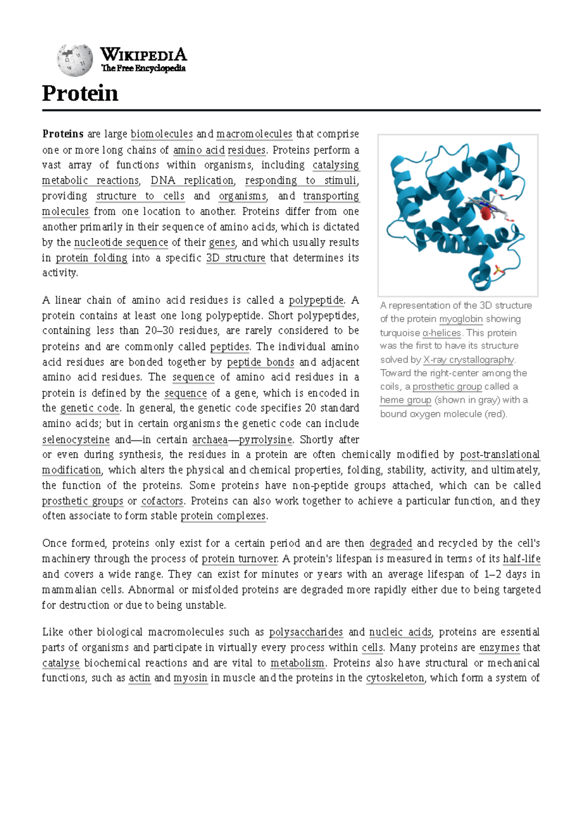 Protein - A representation of the 3D structure of the protein myoglobin ...