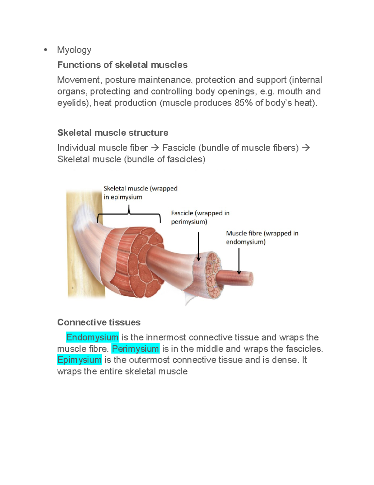 Myology - Lecture notes 4 - Myology Functions of skeletal muscles ...