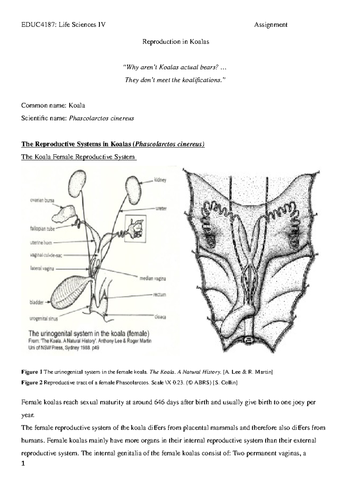 Reproduction in Koalas - Reproduction in Koalas “Why aren’t Koalas ...