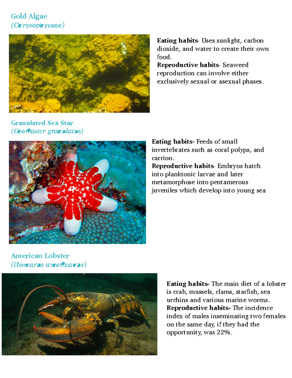 Coral Reef project - Gold Algae (Chrysophyceae) Granulated Sea Star ...