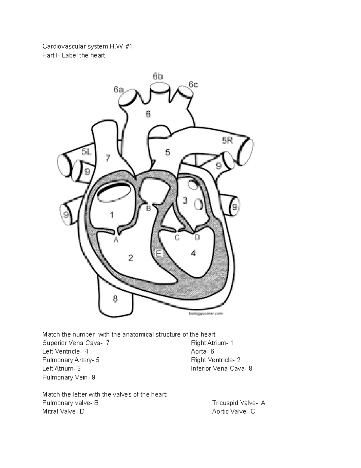 Cardio Vascular System - Cardiovascular system H. # Part I- Label the ...