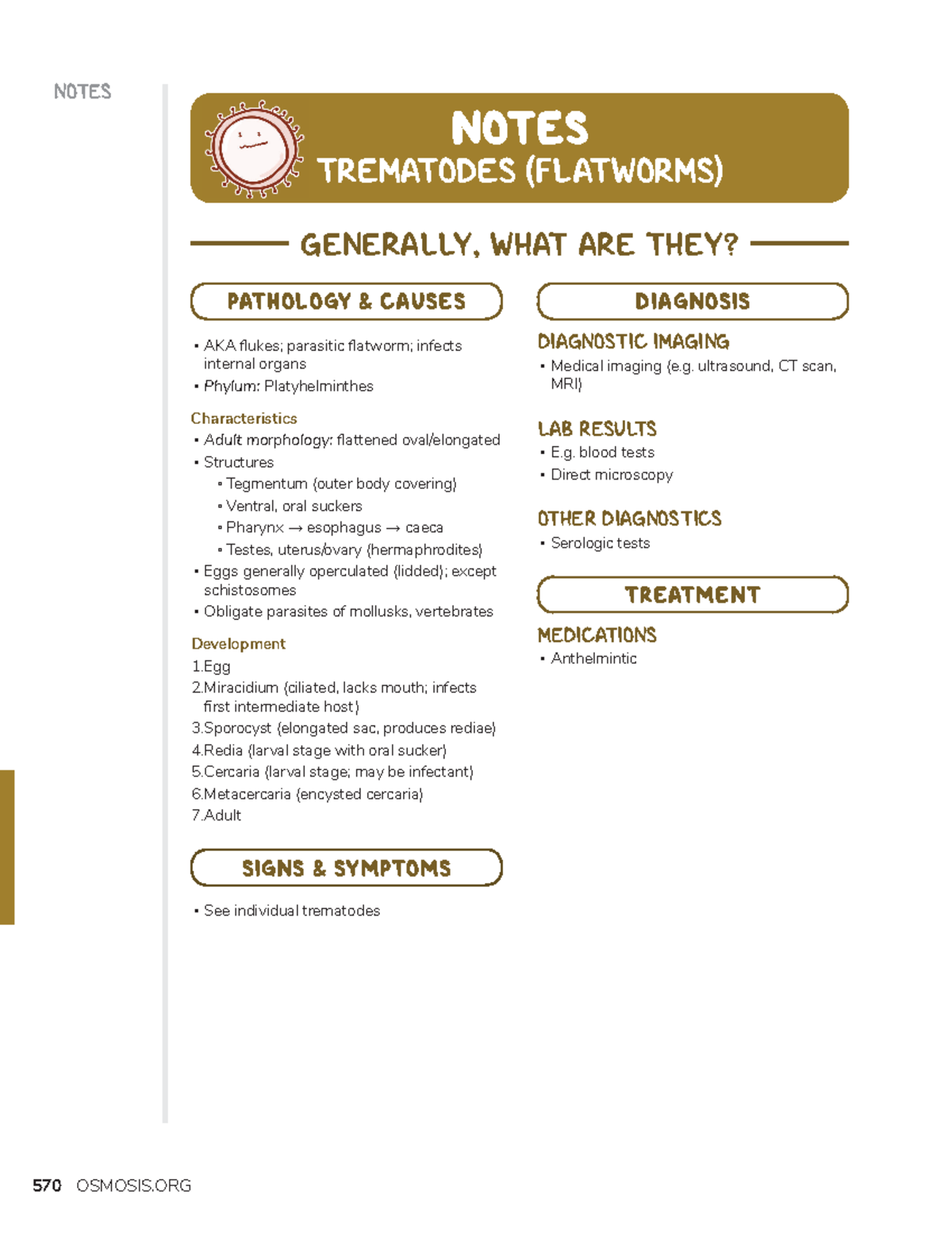 Trematodes (flatworms) - NOTES NOTES TREMATODES (FLATWORMS) AKA flukes ...