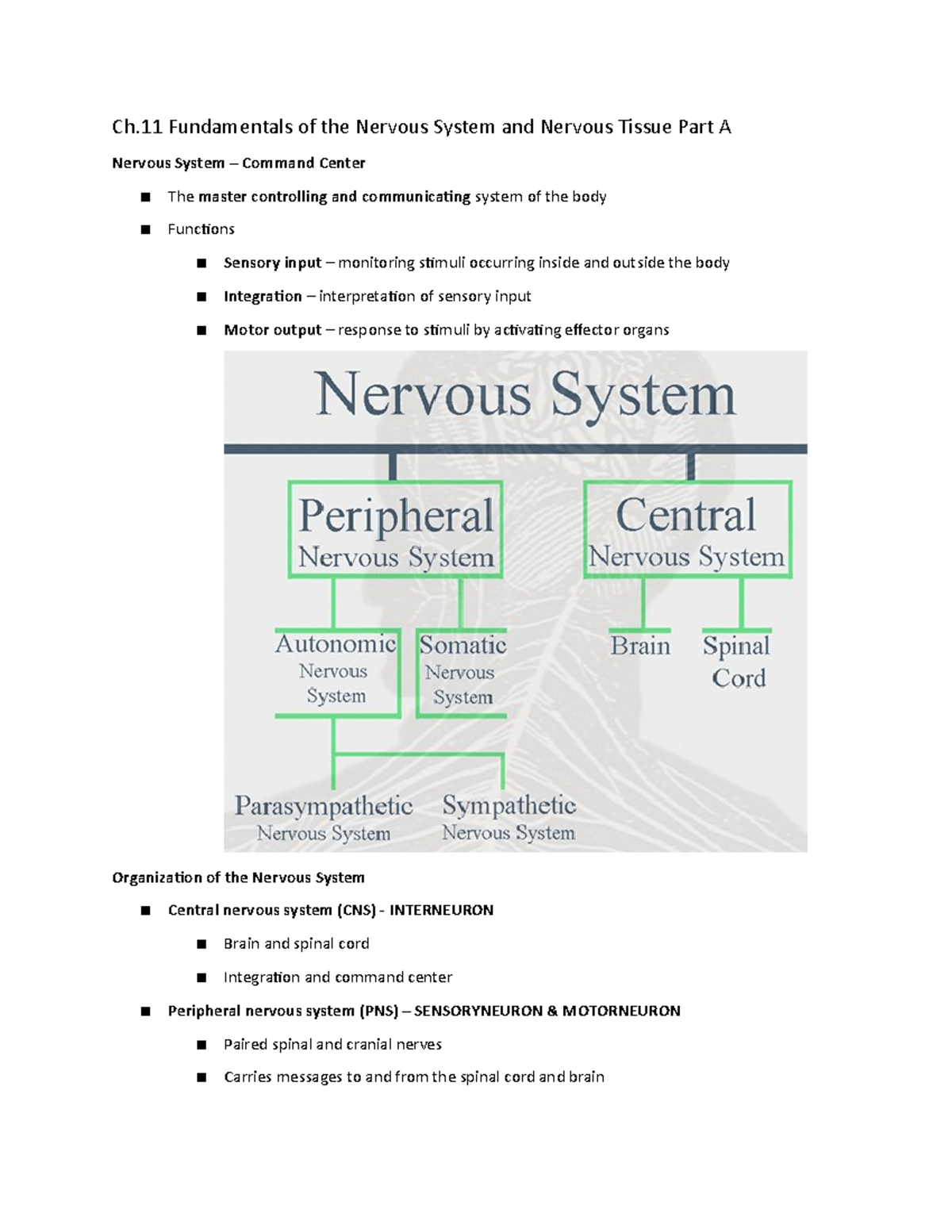 EXAM 2 A Lecture notes - Ch Fundamentals of the Nervous System and ...