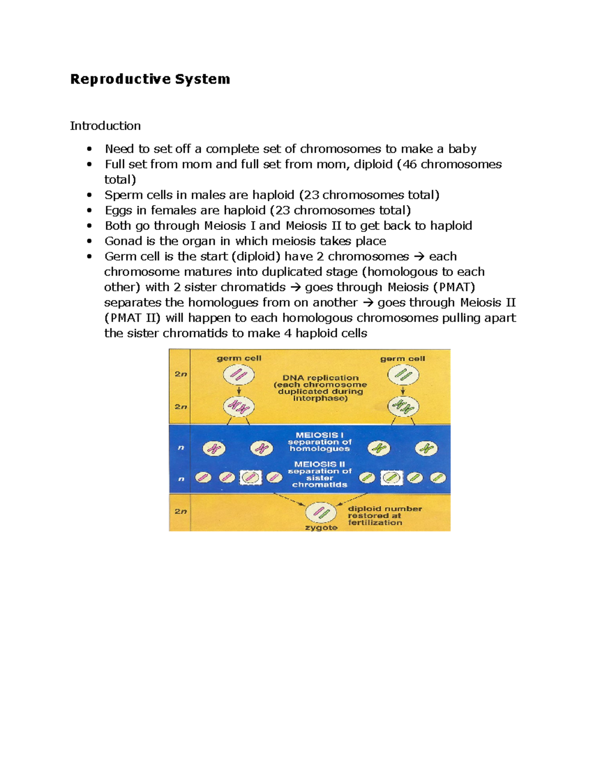 Reproductive System - Summary Anatomy & Physiology III - Reproductive ...