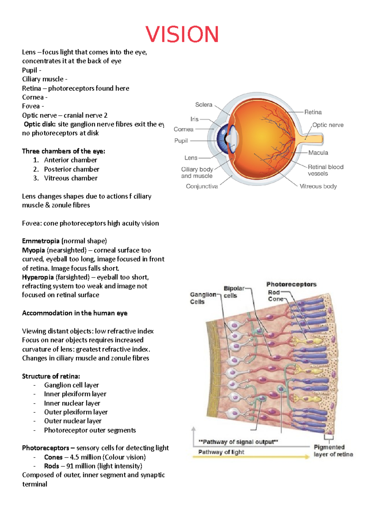 Vision - notes - VISION Lens – focus light that comes into the eye ...