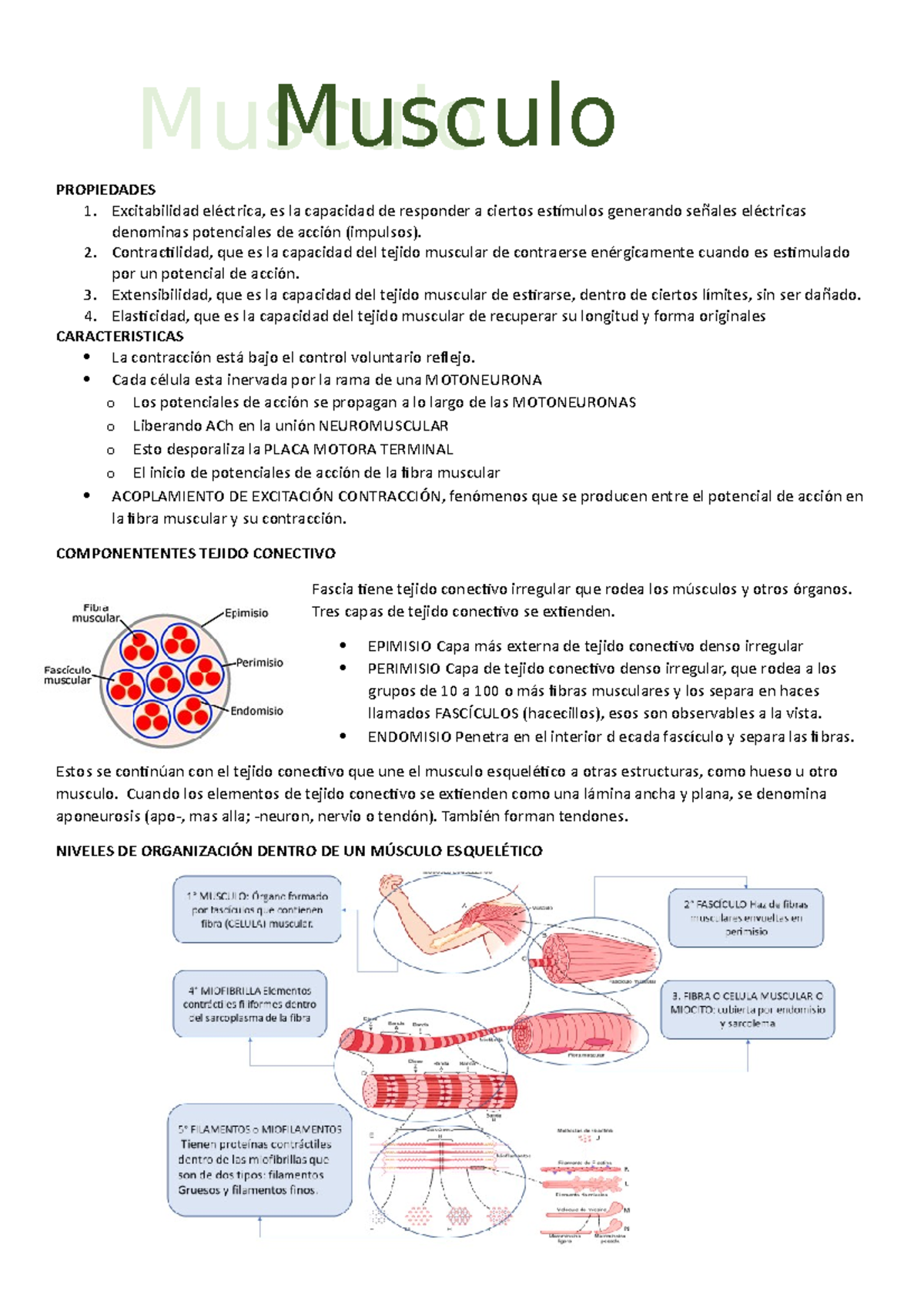 Musculo resumen - PROPIEDADES Excitabilidad eléctrica, es la capacidad ...