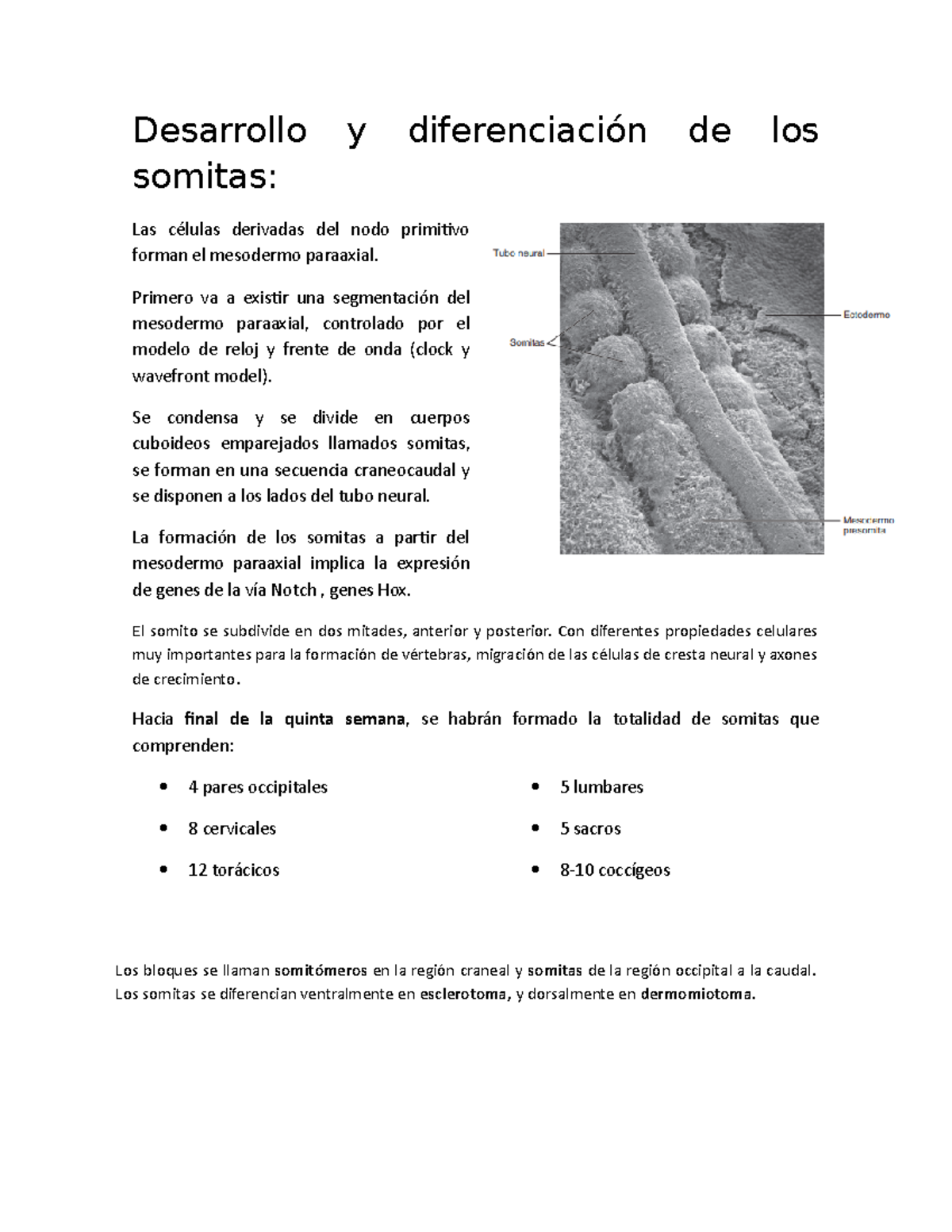 Desarrollo y diferenciación de los somitas Desarrollo diferenciaci de ...