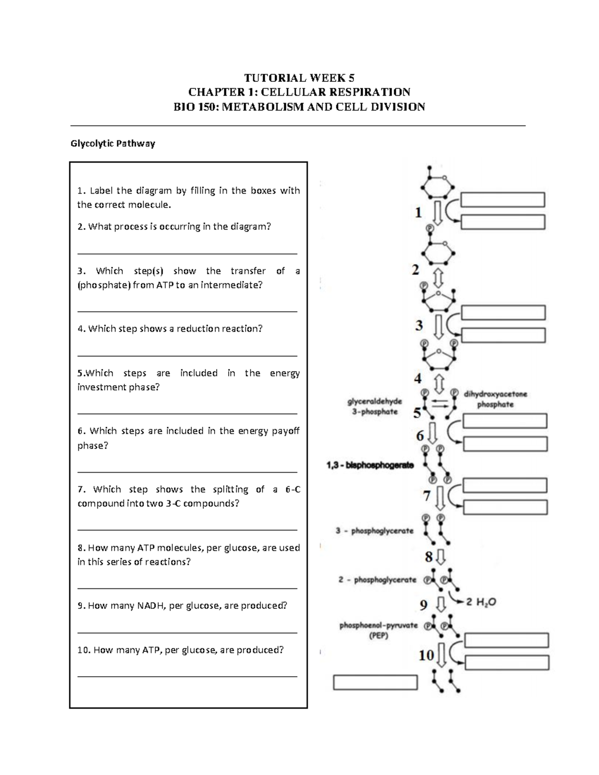Tutorial WEEK 5 CR - Tutor - TUTORIAL WEEK 5 CHAPTER 1: CELLULAR ...