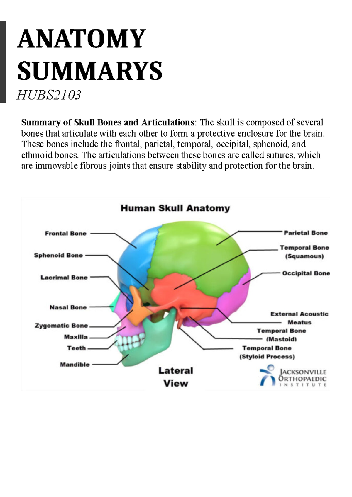 Anatomy Summary - ANATOMY SUMMARYS HUBS Summary of Skull Bones and ...