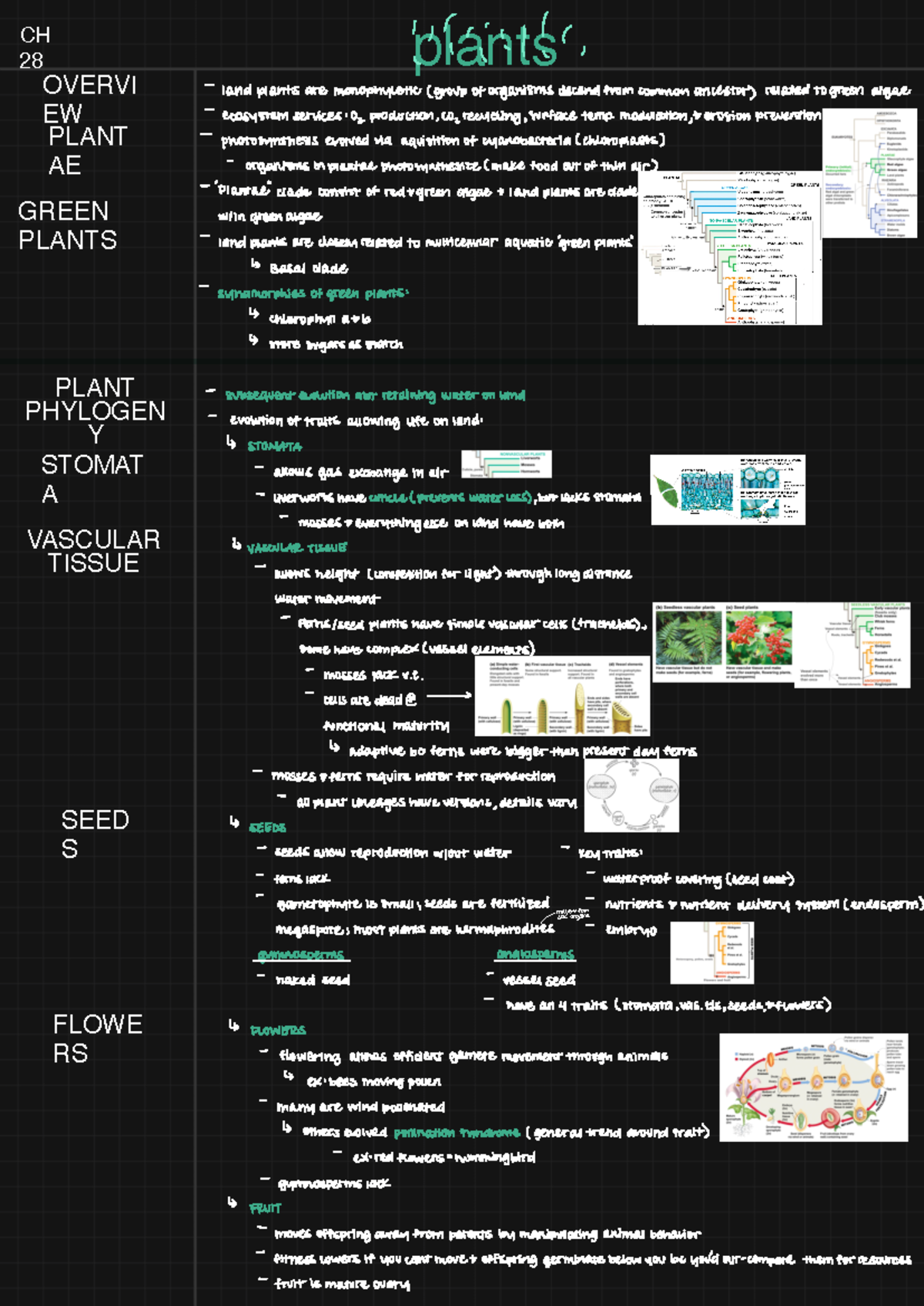 Handwritten Notes For Bio 1331 Exam 3 Ch 28 Overvi Ew Plant Ae Green Plants Plant Phylogen Y 