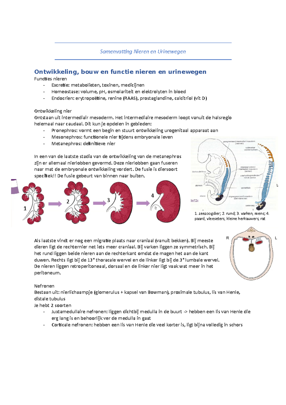 Samenvatting nieren en urinewegen - Samenvatting Nieren en Urinewegen ...