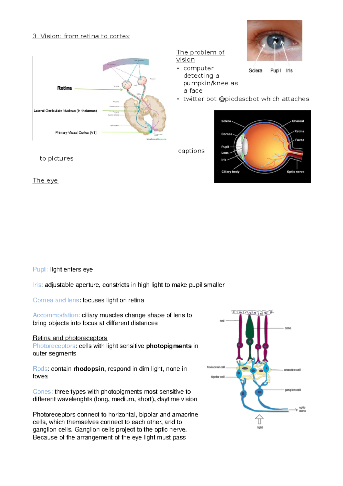 3. vision- from retina to cortex copy - Vision: from retina to cortex ...