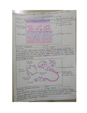 Testiculo y red de testis - Testículo y red testicular o rete testis ...