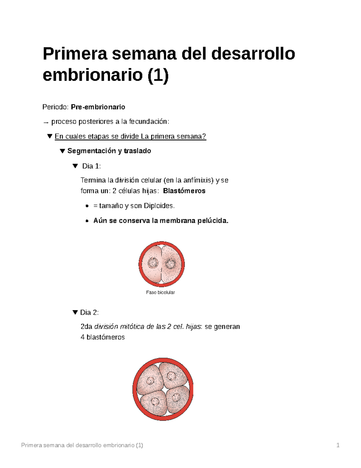 3efd2cd4-5d21-4555-af63-6adfa56e4acb Primera semana del desarrollo ...