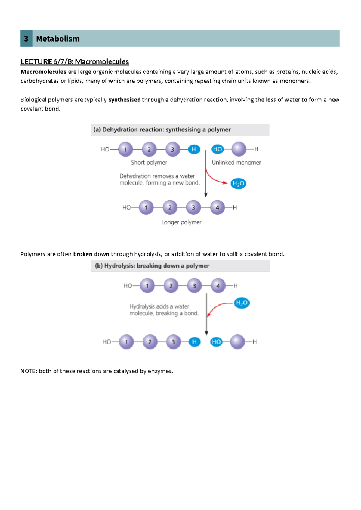 Week 3 Notes - Macromolecules (Lectures 6-8) - 3 Metabolism LECTURE 6/7 ...
