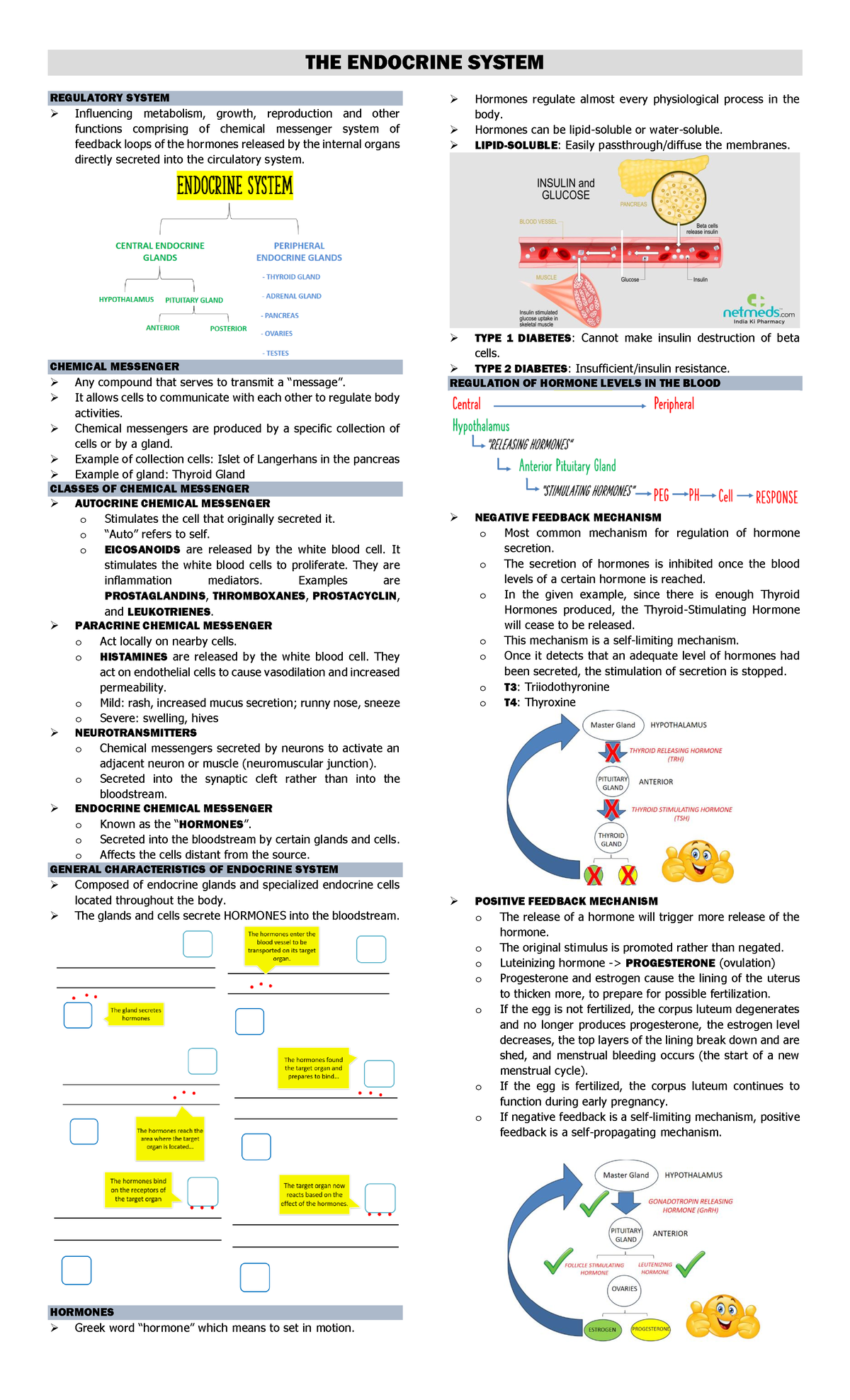 The Anatomy And Physiology Of Animals Endocrine System