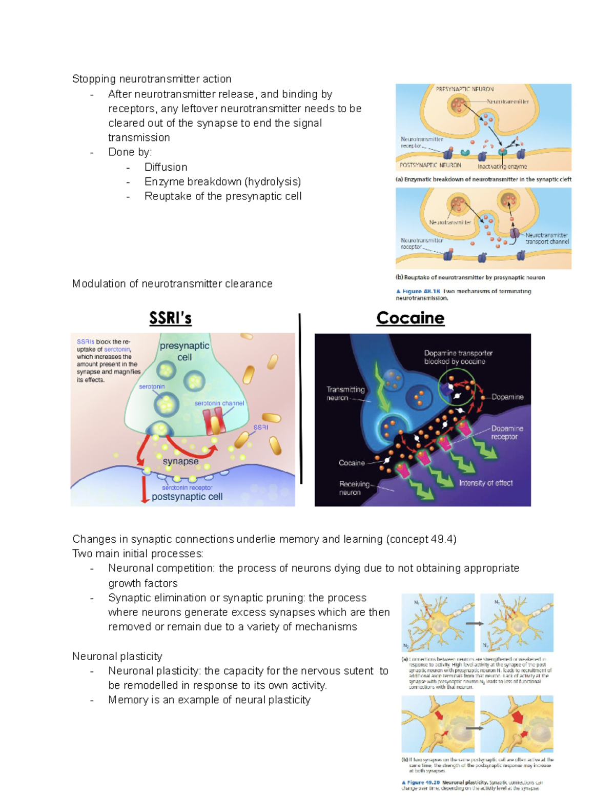 Week 8 - Neurotransmission. Synapses (synaptic pruning). Lobes of the brain. - Stopping - Studocu