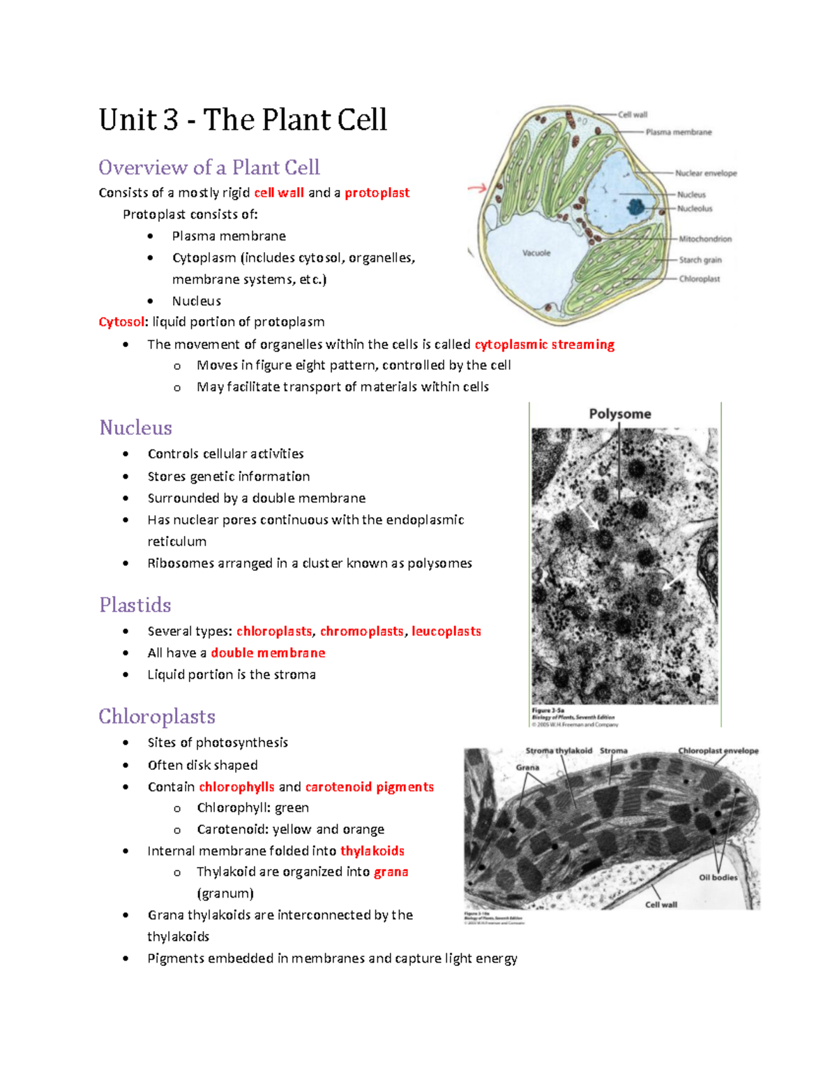 The Plant Cell Part 1 Lecture Notes 3 9 Warning Tt Undefined Function 32 Warning Tt