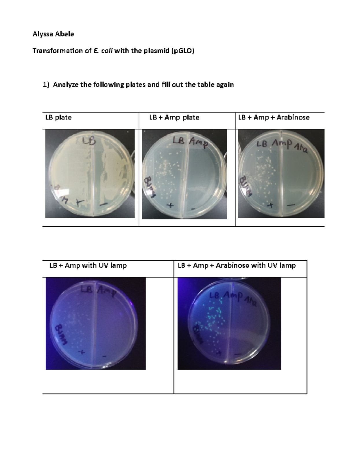 Lab Transformation Analysis - Alyssa Abele Transformation of E. coli ...