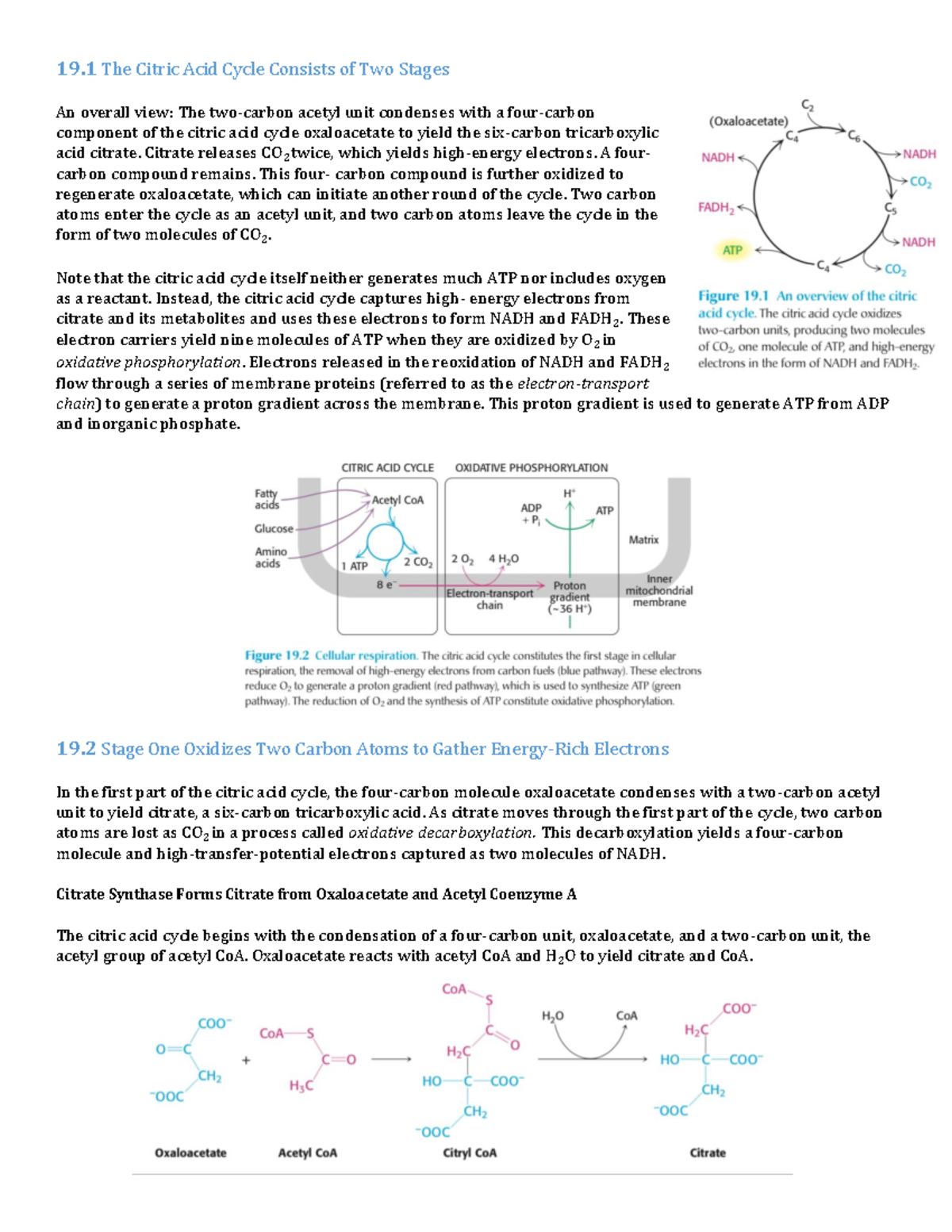 Chapter 19 - The CAC - General Biochemistry Instructor - Sara Casado ...