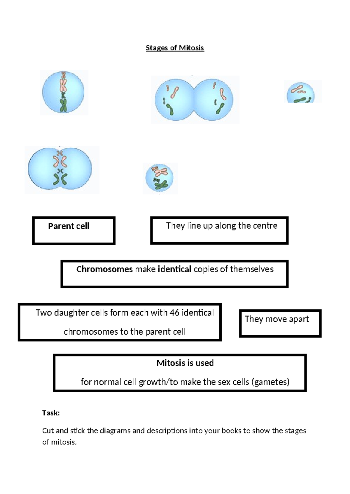 Stages of Mitosis Cut and Stick low diff - Stages of Mitosis Task: Cut ...