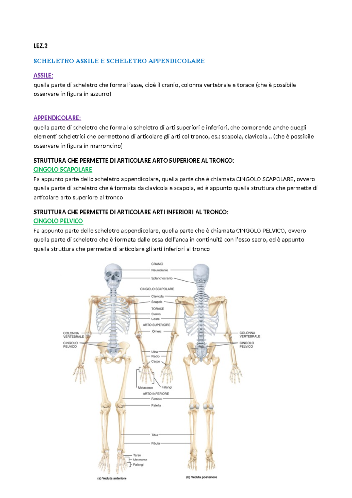 Lez.2 anatomia - LEZ. SCHELETRO ASSILE E SCHELETRO APPENDICOLARE ASSILE: quella parte di ...