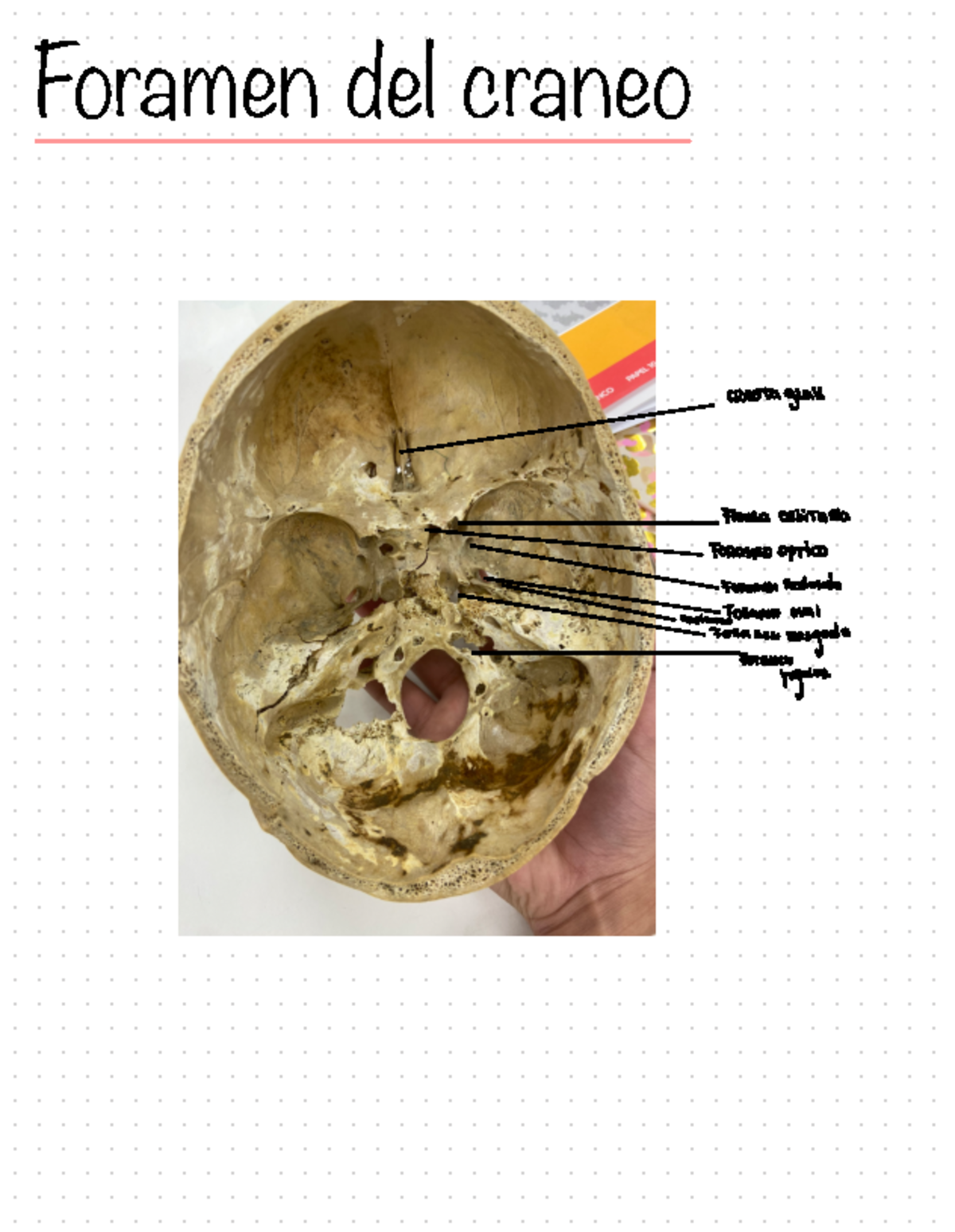 Compilado Neuro - Foramen del craneo cresta glali Fisura orbita, dia ...