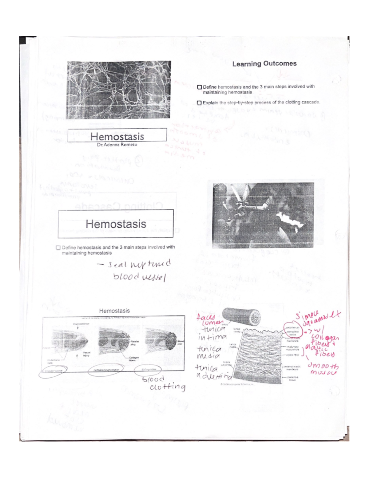 Learning Outcomes Hemostasis - BIO 202 - NAU - Studocu