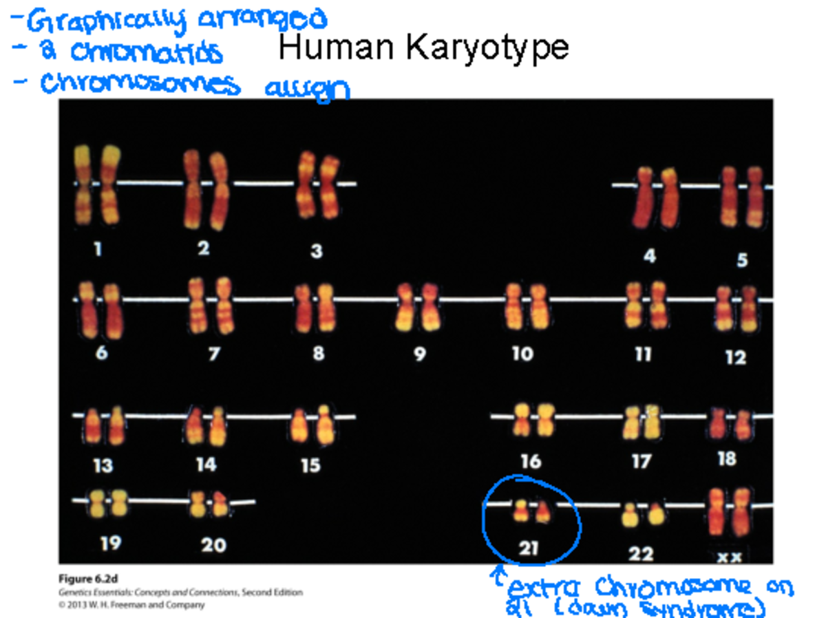 Genetics Ch 6 - lecture slides - Human Karyotype Graphically arranged a ...