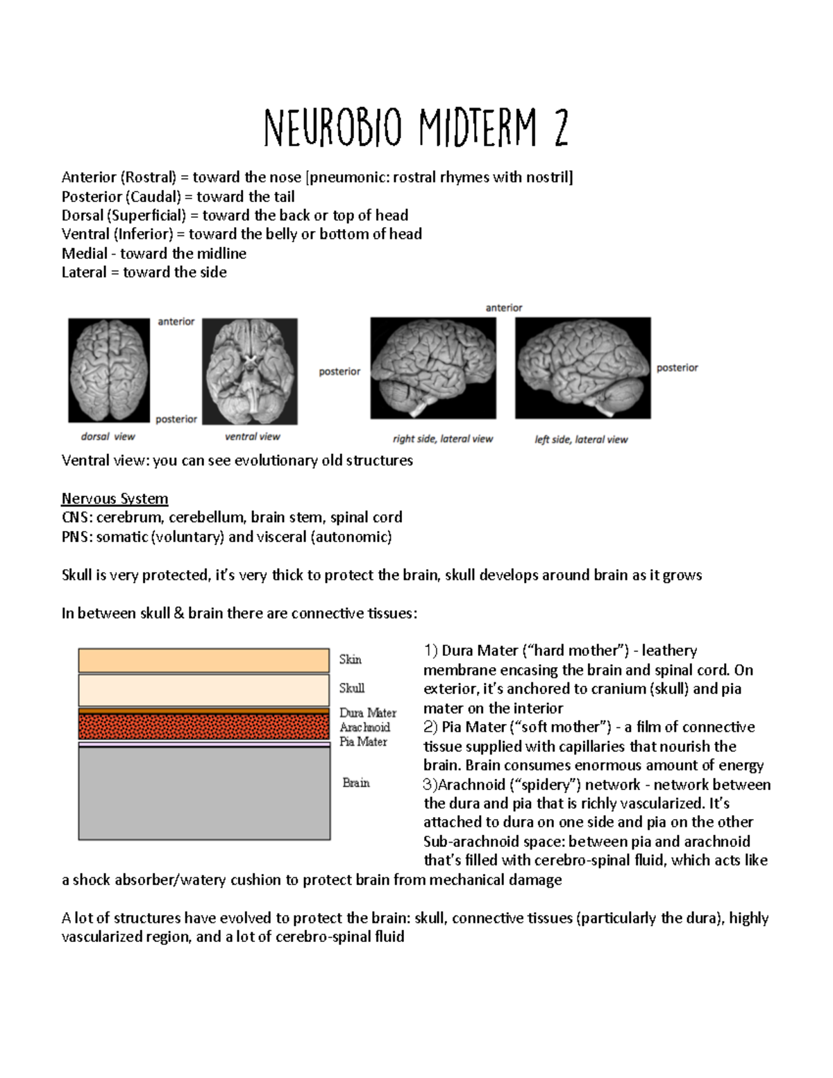 Neurobio Midterm 2 Study Guide - neurobio Midterm 2 Anterior (Rostral ...