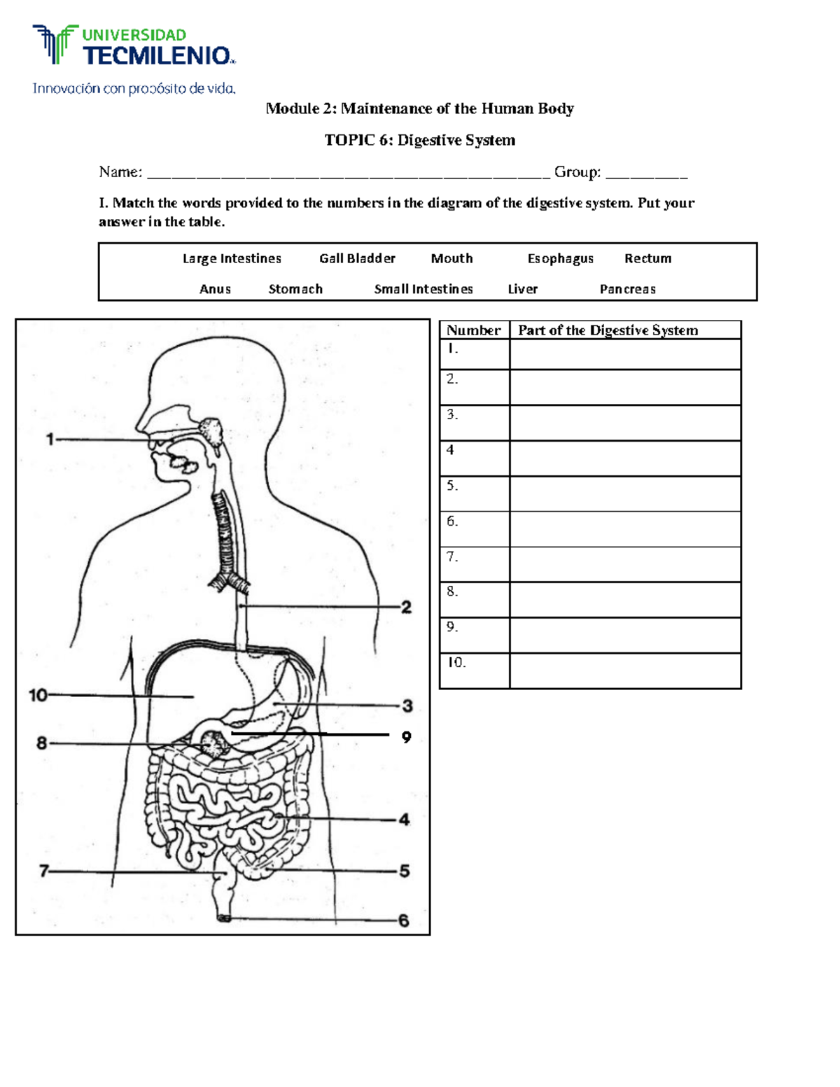Digestive System Activity. human body care - Module 2: Maintenance of ...