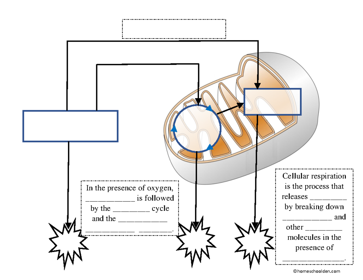 Cellular Respiration Worksheetsfor Students 2 In The Presence Of