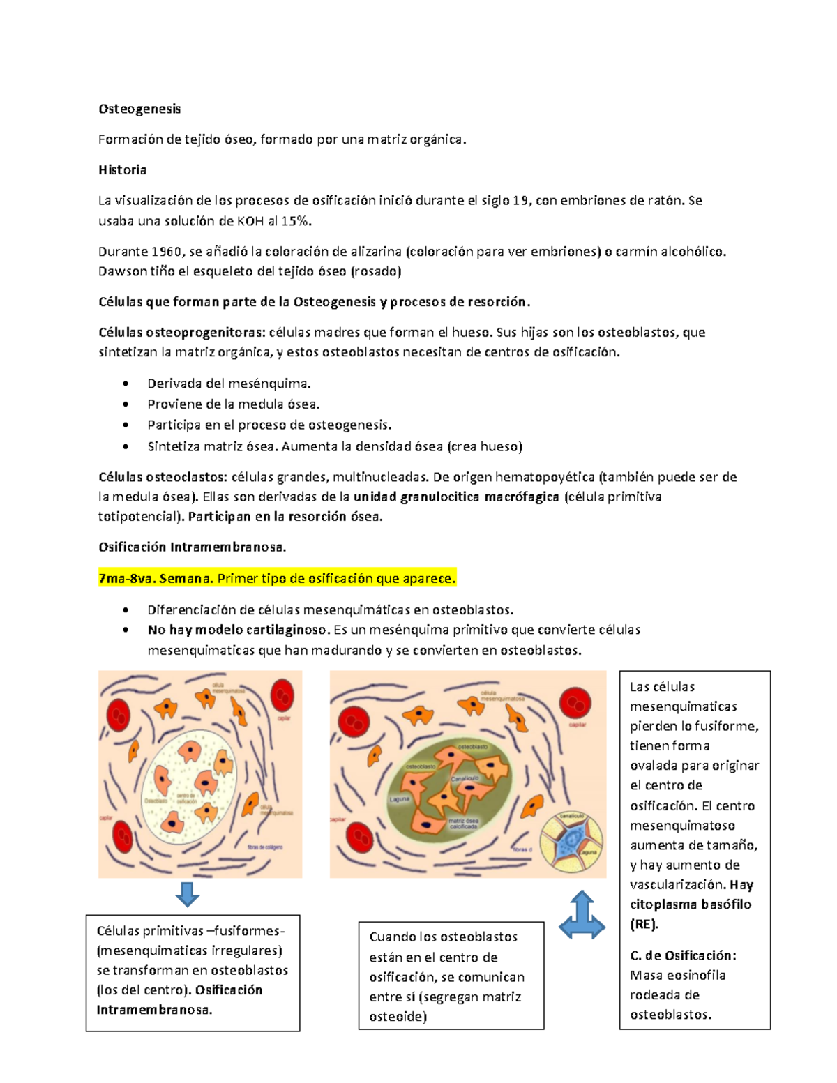 Embriología del Tejido Oseo (Osteogenesis) - Osteogenesis Formación de ...