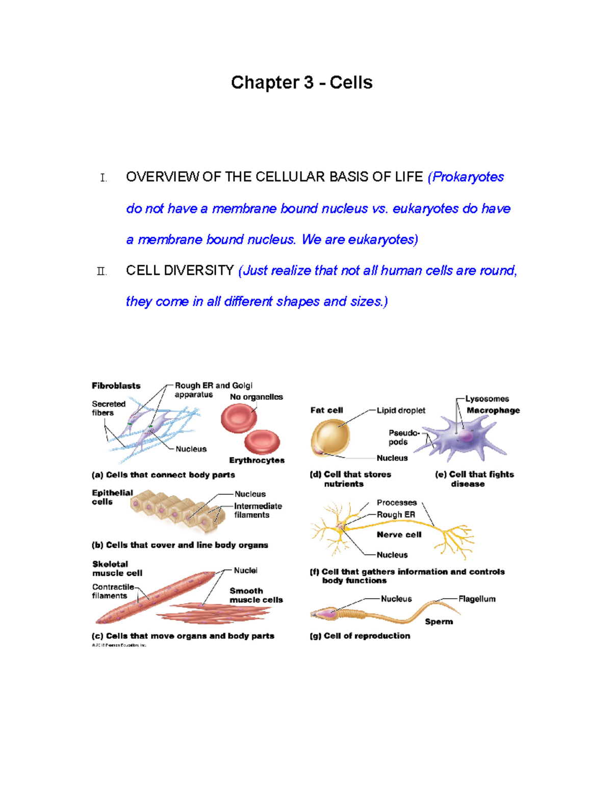 anatomy and physiology study notes - Chapter 3 - Cells I. OVERVIEW OF ...