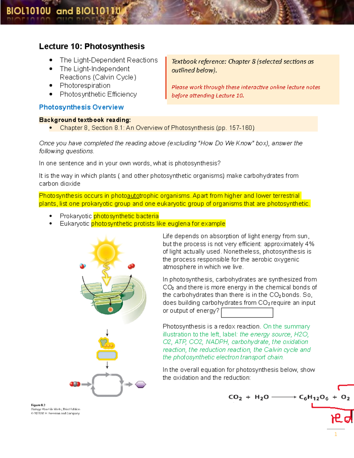 L10 Photosynthesis interactive notes 2022 - Lecture 10: Photosynthesis ...