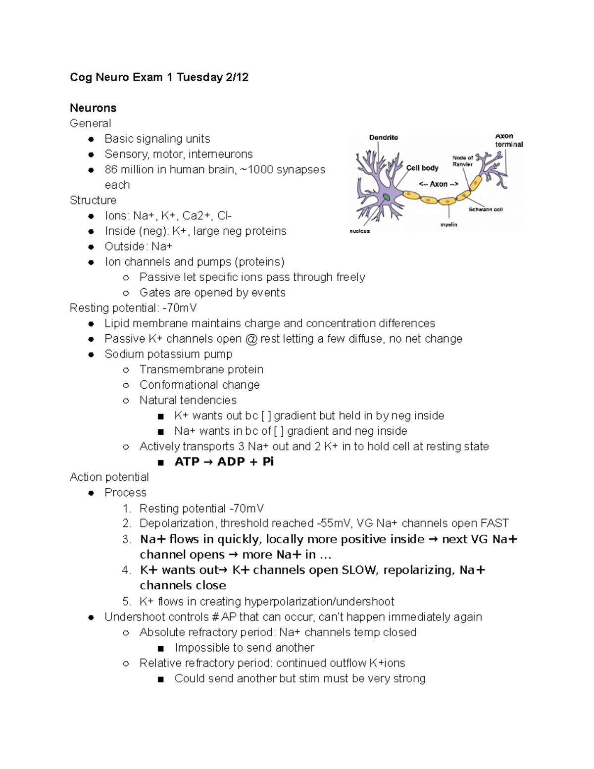 Exam 1 Study Guide - Cog Neuro Exam 1 Tuesday 2/ Neurons General Basic signaling units Sensory ...