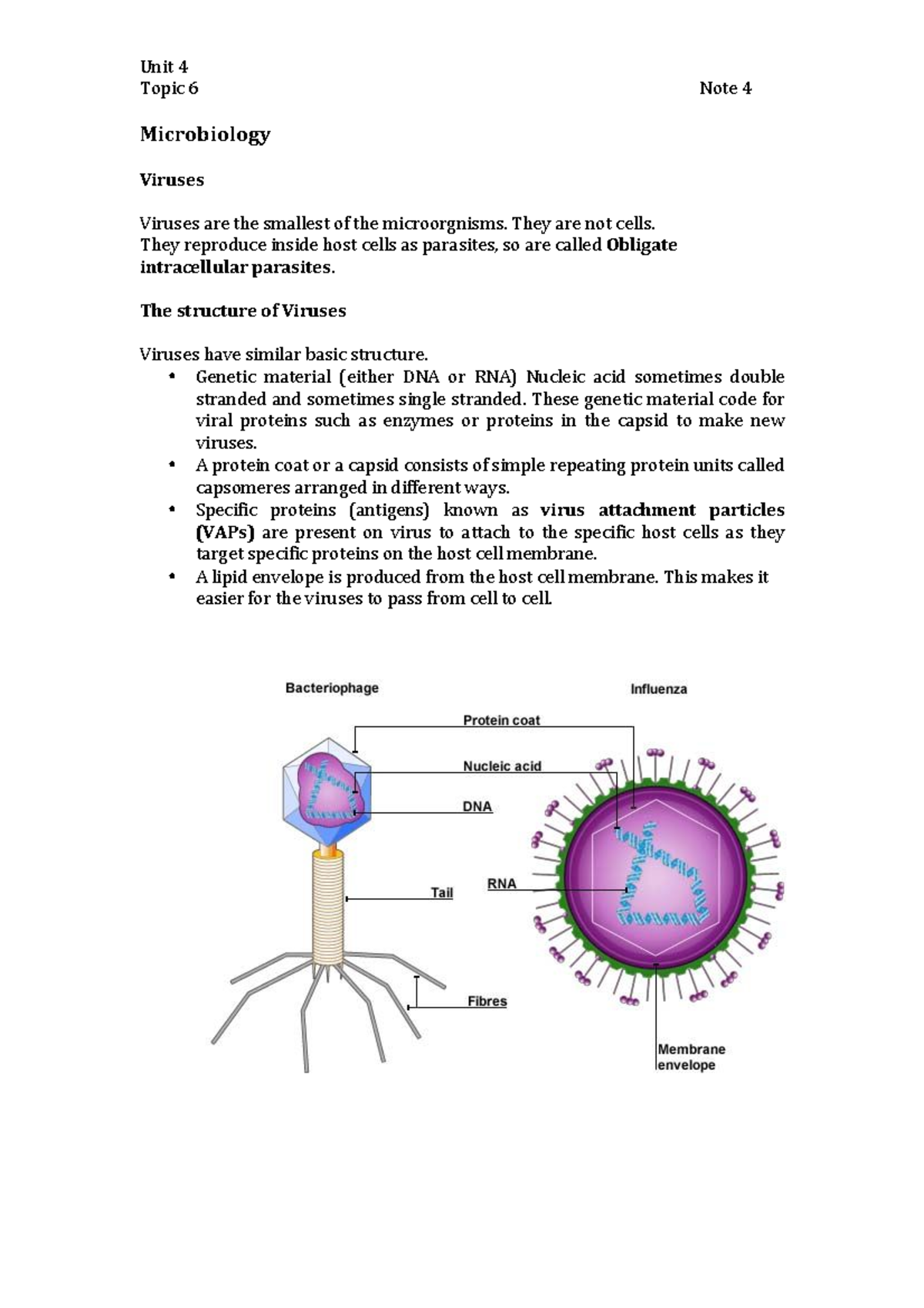 Note 4 Microbiology - Topic 6 Note 4 Microbiology Viruses Viruses are ...