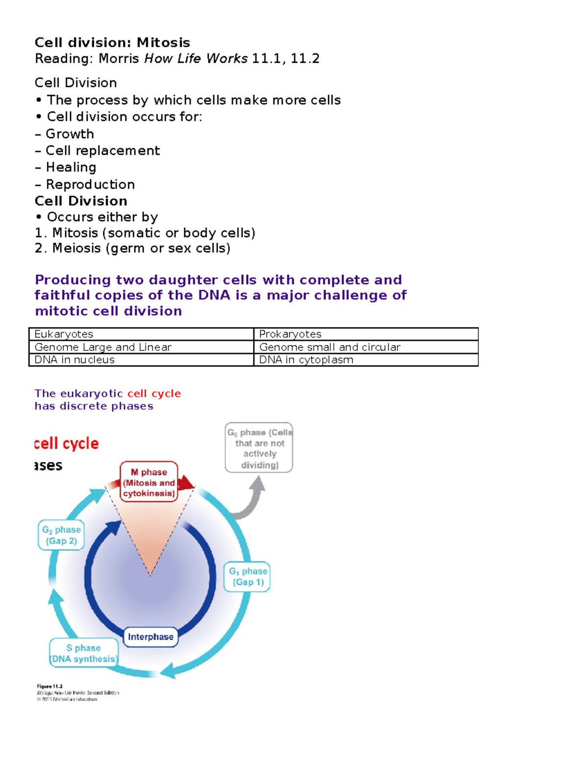 BIOL1090 Review 1 notes - Cell division: Mitosis Reading: Morris How ...