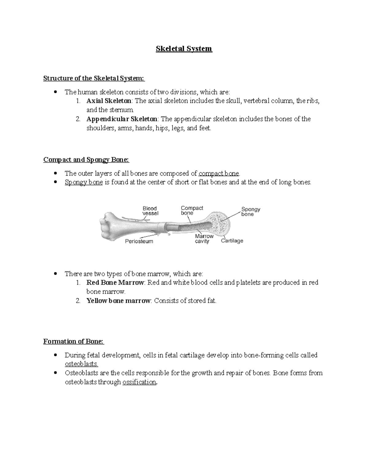 Skeletal System Notes - Skeletal System Structure of the Skeletal ...