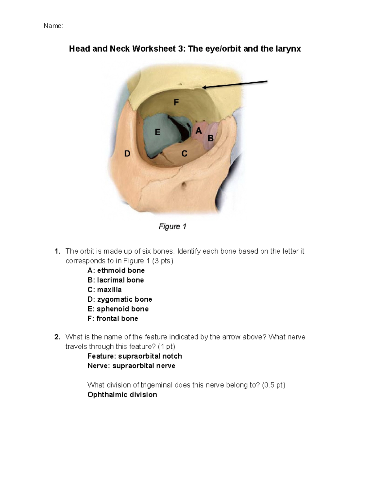 Head and Neck III - Variant B - Head and Neck Worksheet 3: The eye ...