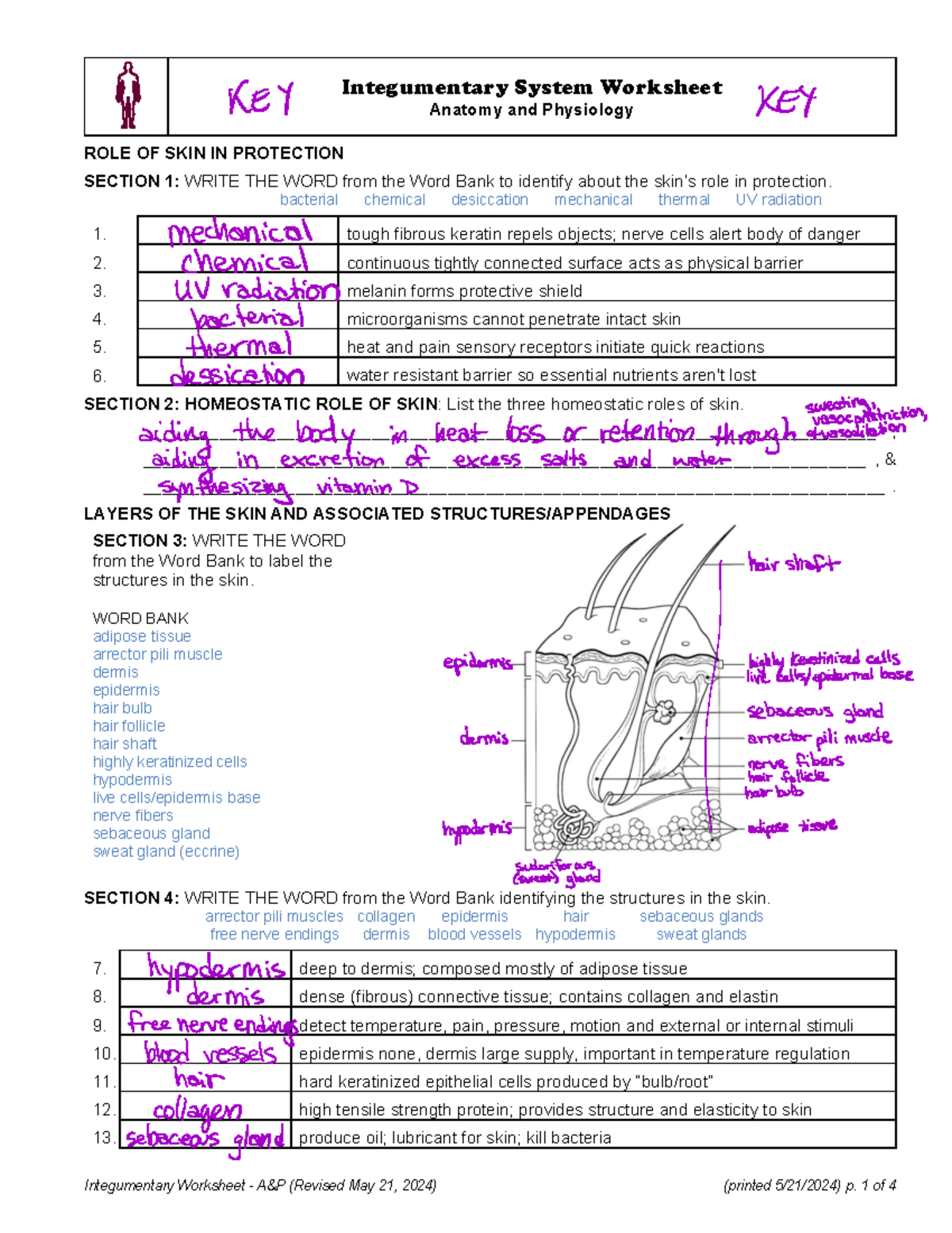 Copy of Integumentary Worksheet KEY - Integumentary System Worksheet ...