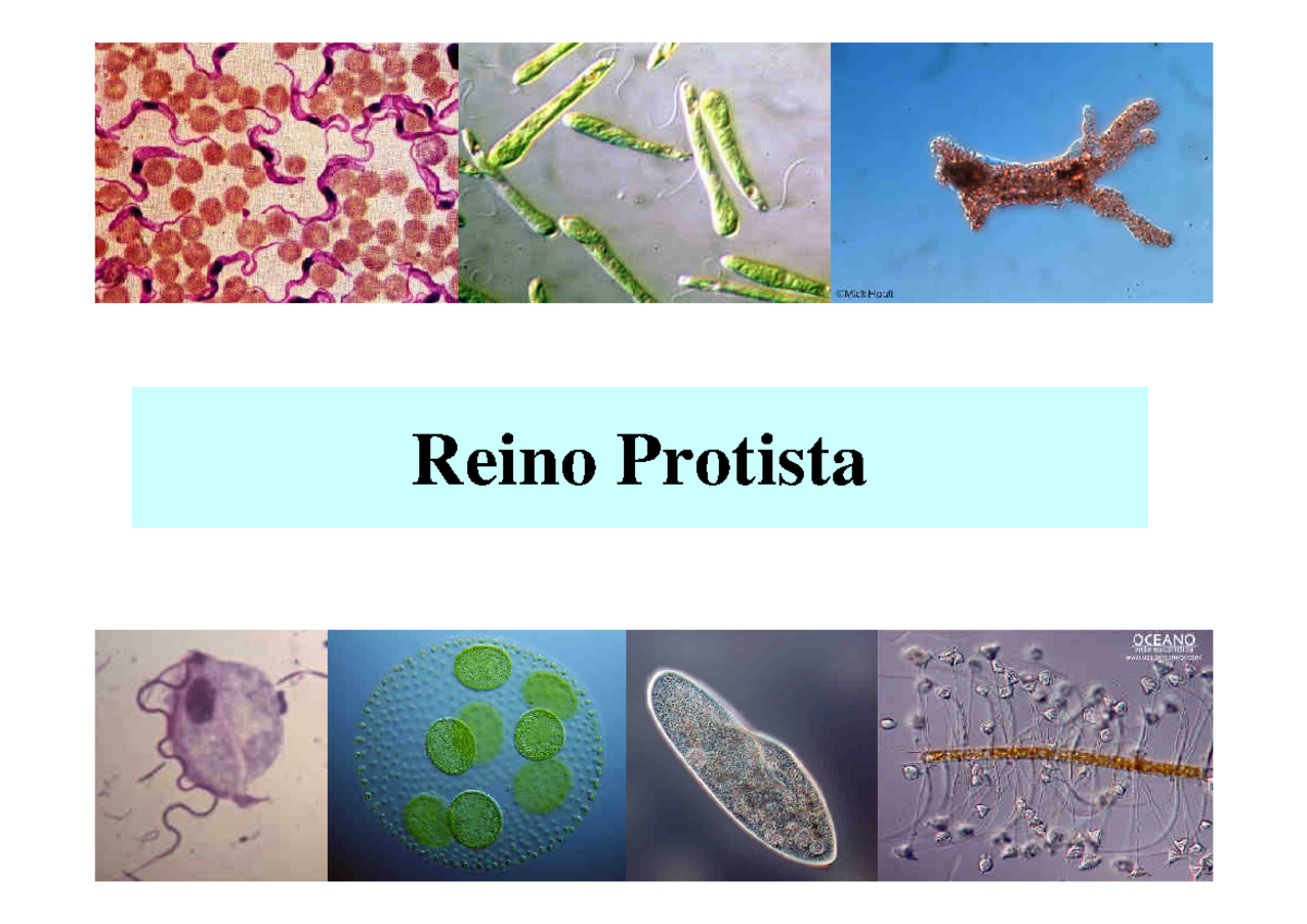 Reino Protista - Reino Protista • Origem da célula eucariótica ...