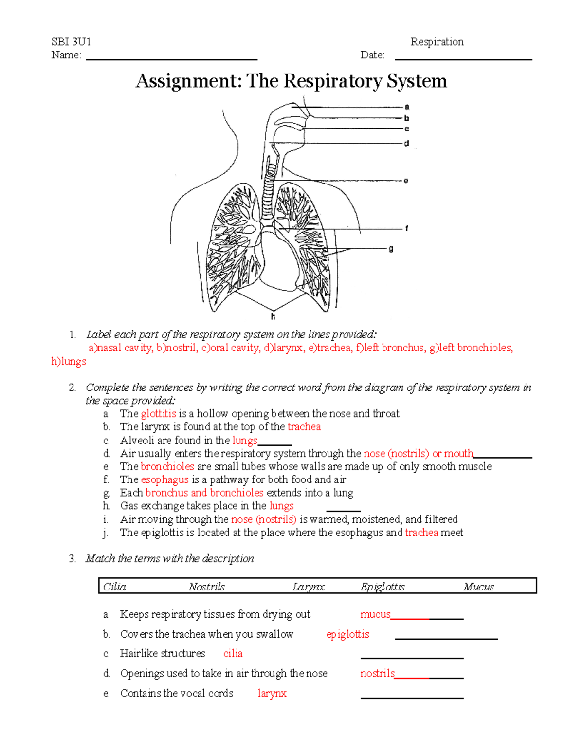 Respiratory System