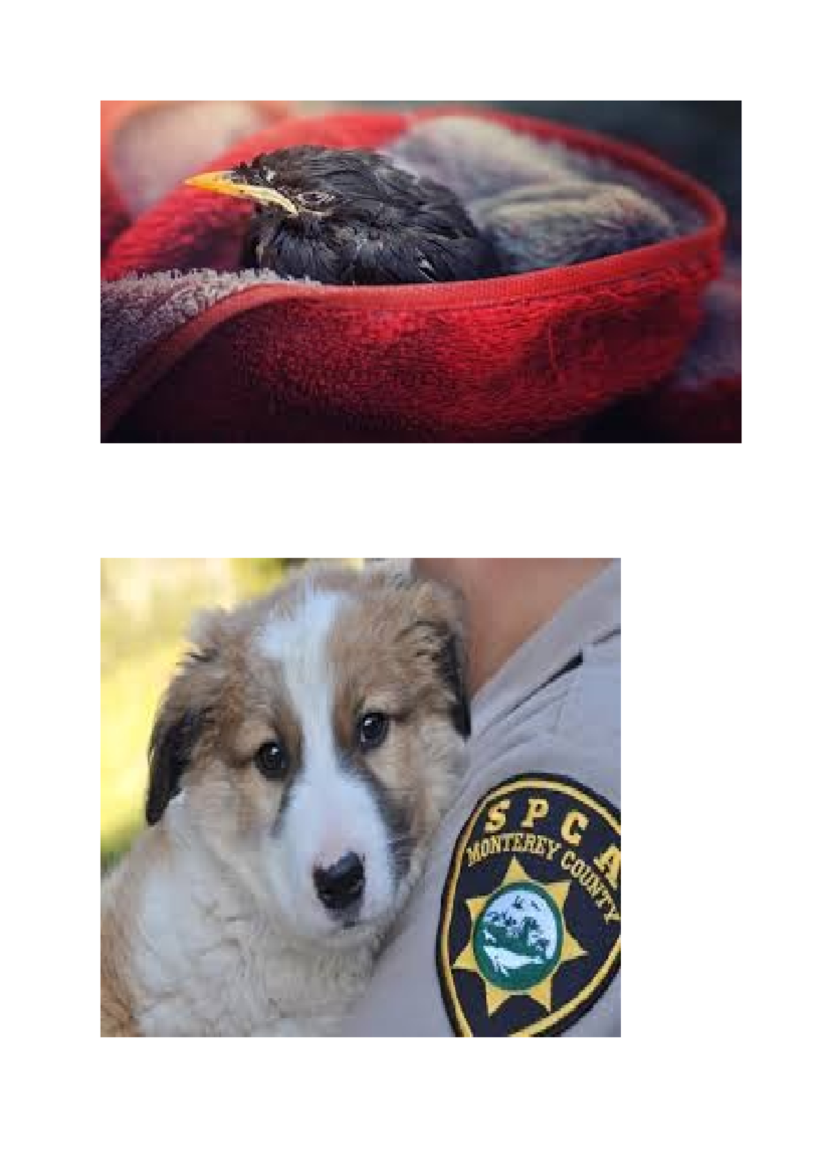 Actvity PSW - dfghhgfdsdftgyuikl,mnbvcx - Maya loved animals. She had a ...