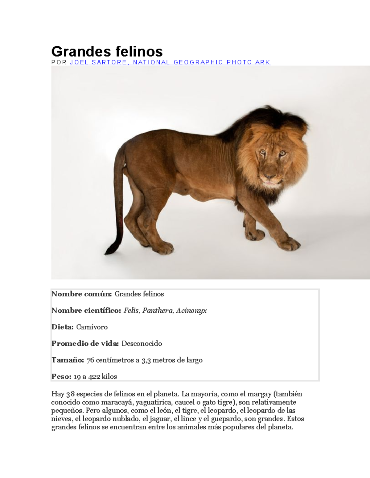 Grandes felinos - Repaso - Grandes felinos P O R J O E L S A R T O R E ...