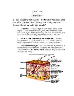 Equine digestive system - Equine Digestive System Examples ??? Horses ...